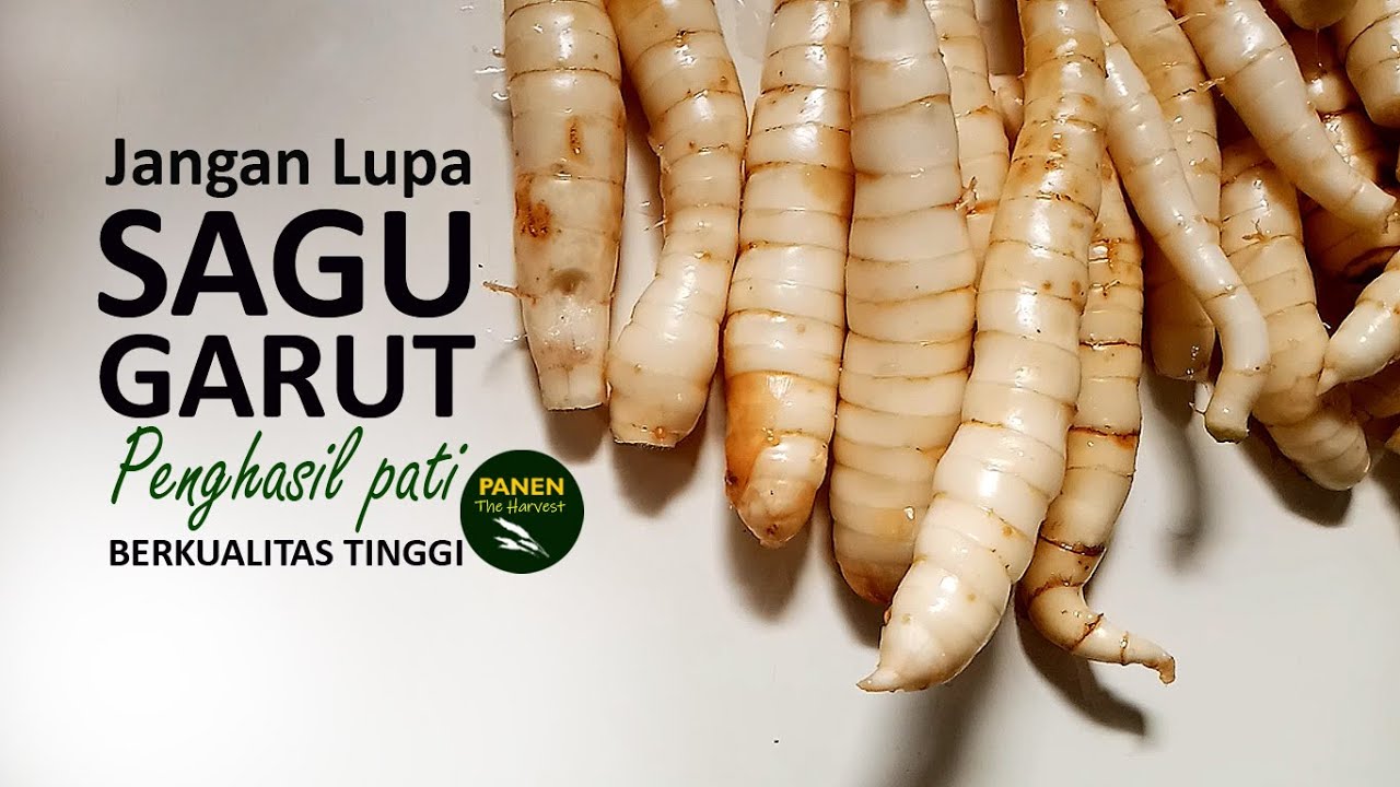 Jangan Lupakan SAGU GARUT Penghasil Pati Berkualitas Tinggi | manfaat ...