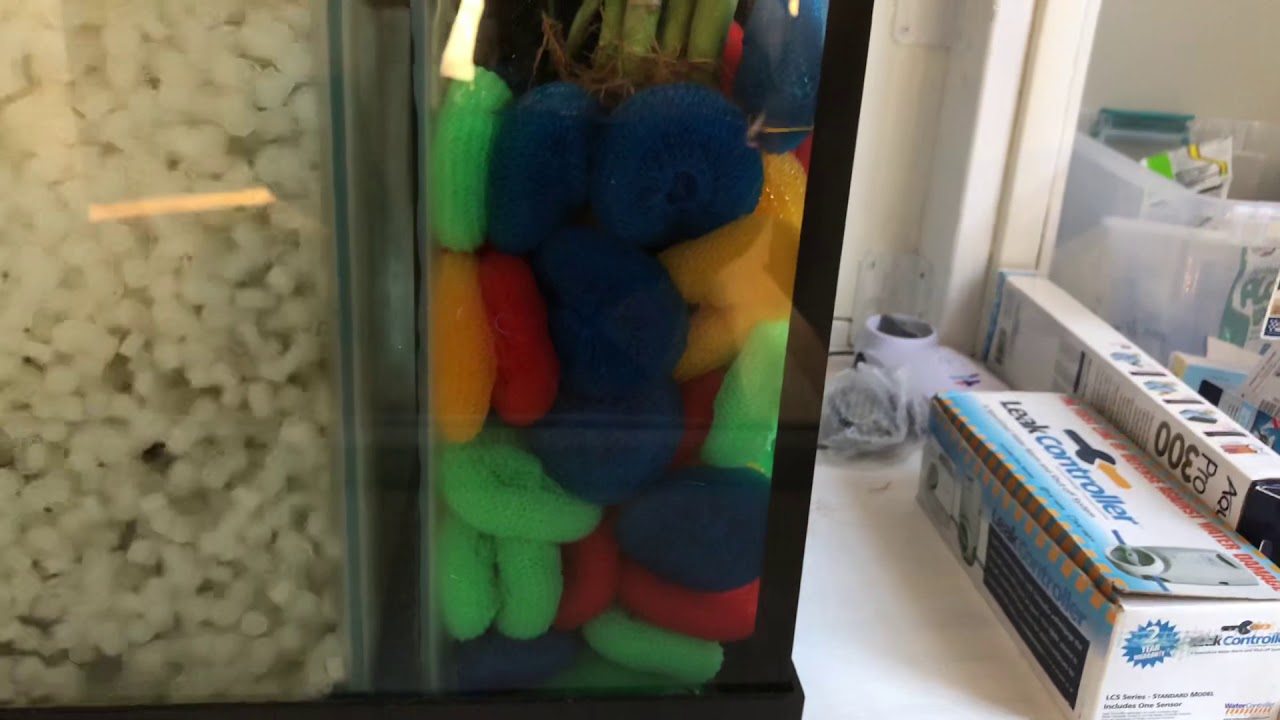 Cichlids sump cleaning. - YouTube