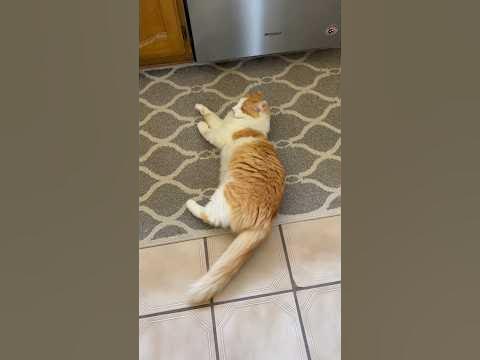 Bushy on catnip and I just want to rub the belly - YouTube