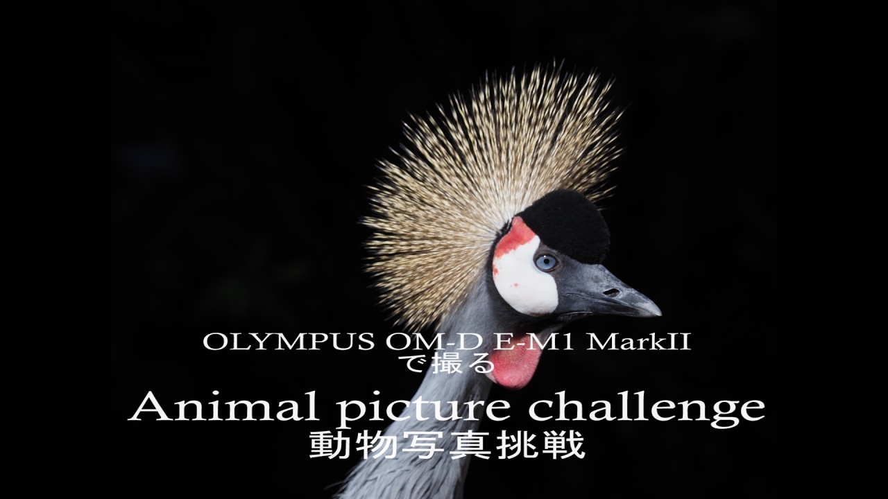 OLYMPUS OM-D E-M1 Mark II Animal Photo challenge 動物写真挑戦 - YouTube