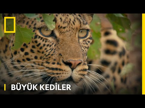 Büyük Kediler, Şubat Ayı Boyunca Her Pazar WILD'da | WILD
