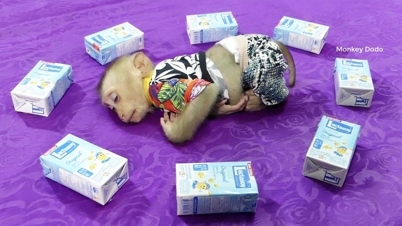 A Sleeping Moly Surrounding By Milk | When Wake Up Moly Surprise To See ...