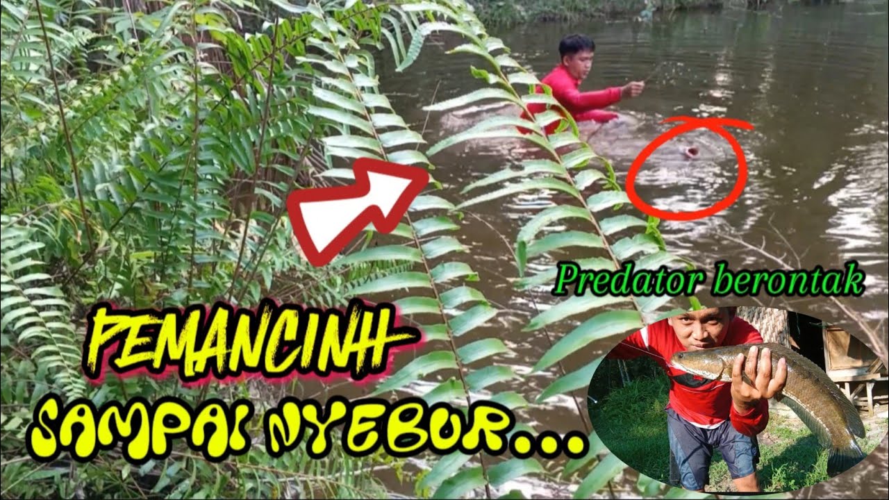 RANGKAIAN DAN UMPAN ANDALAN!!! IKAN PREDATOR BERONTAK, PEMANCING SAMPAI ...
