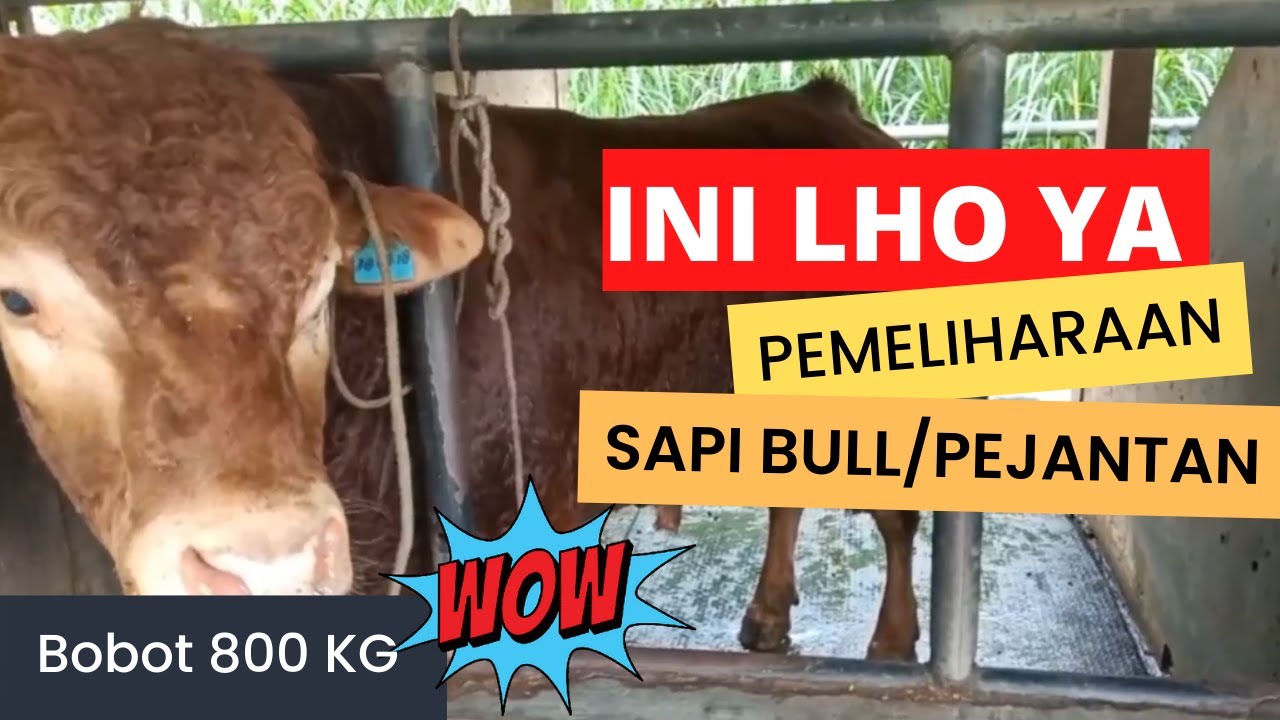 Contoh Sapi Pejantan/Bull yang Unggul - YouTube