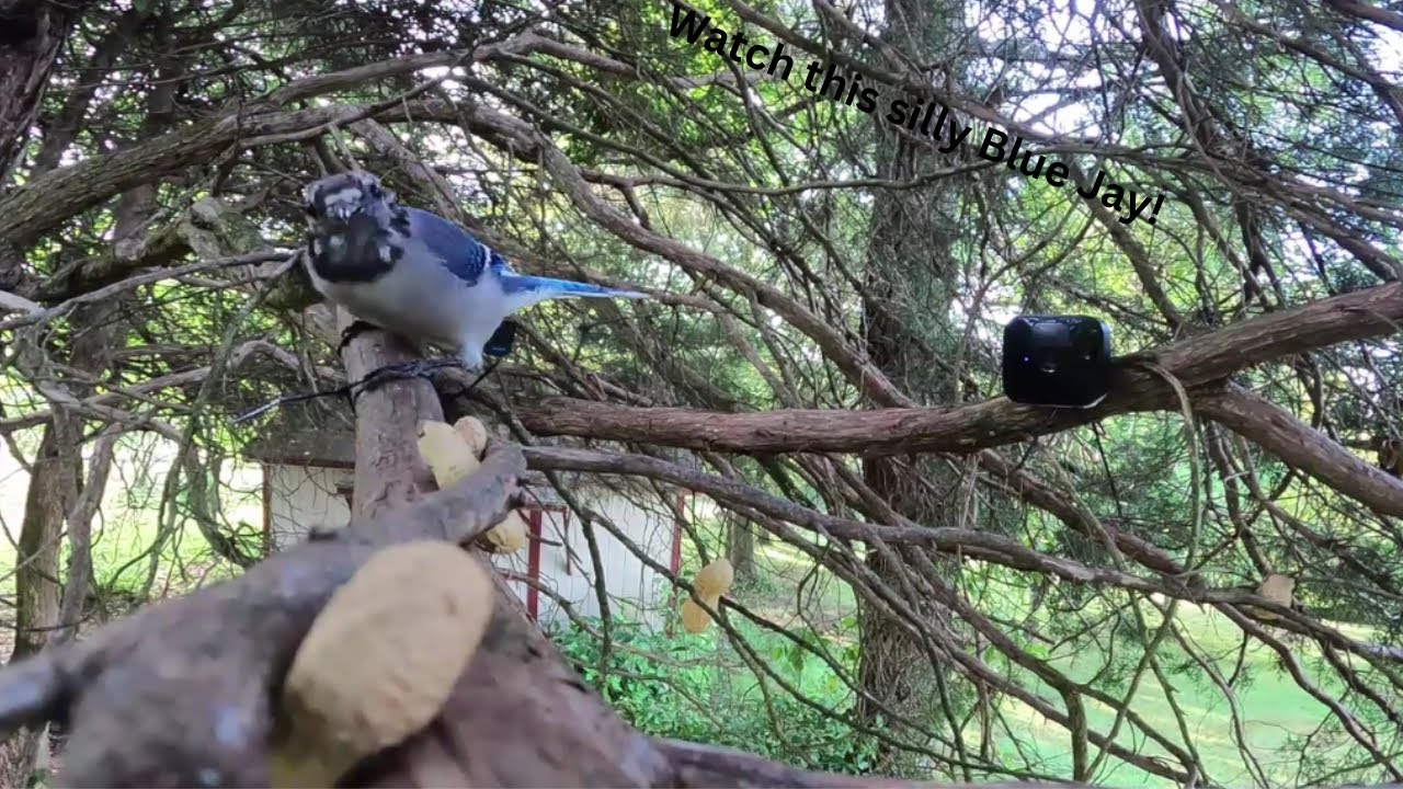 Happy Blue Jay Takes His Time While Cracking Open a Peanut - YouTube