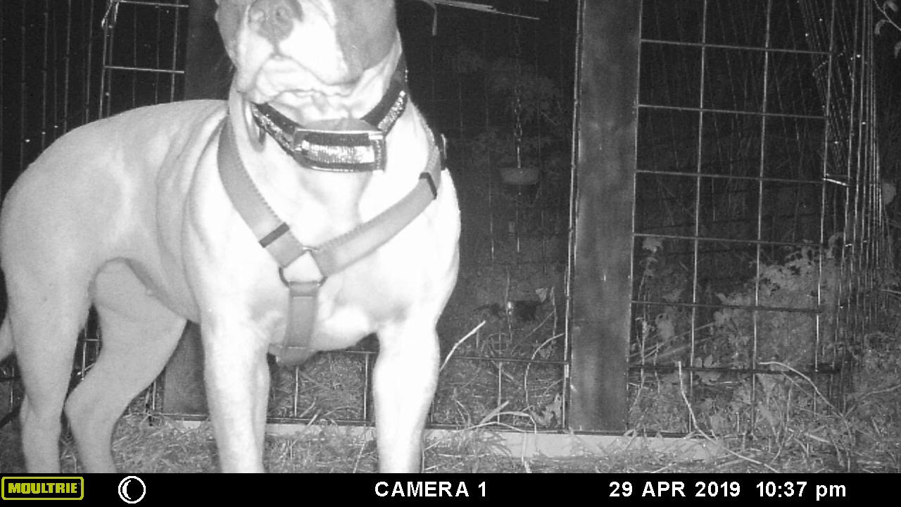 Trapping dogs - YouTube