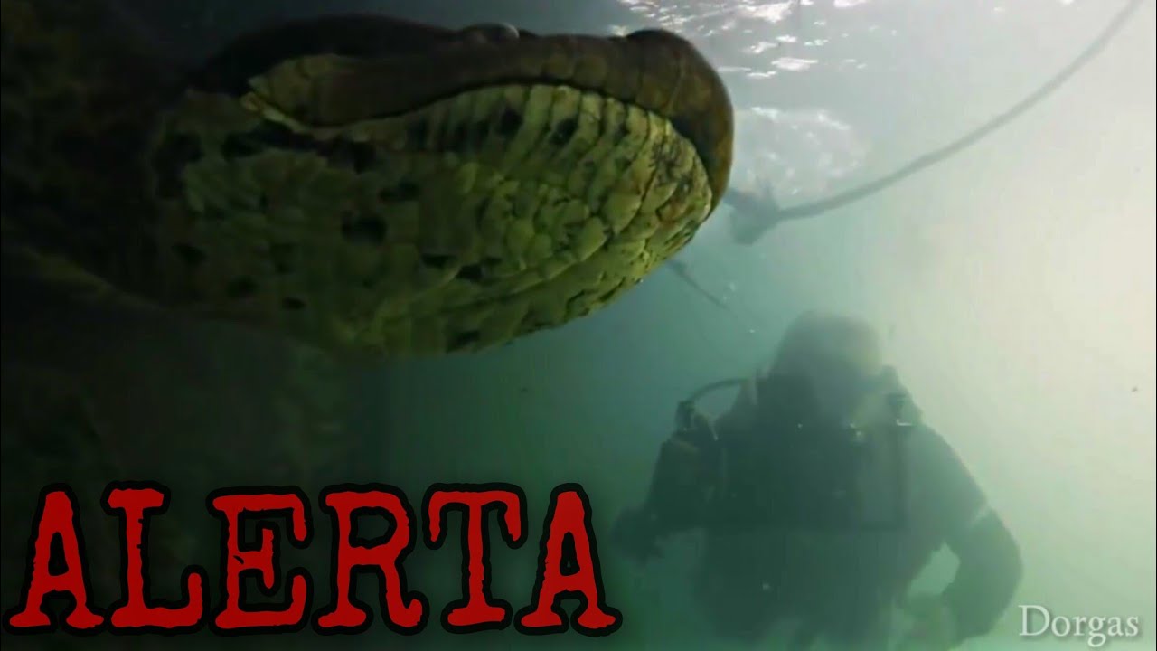 Encuentran SERPIENTE GIGANTE en el Amazonas. / El video que está ...