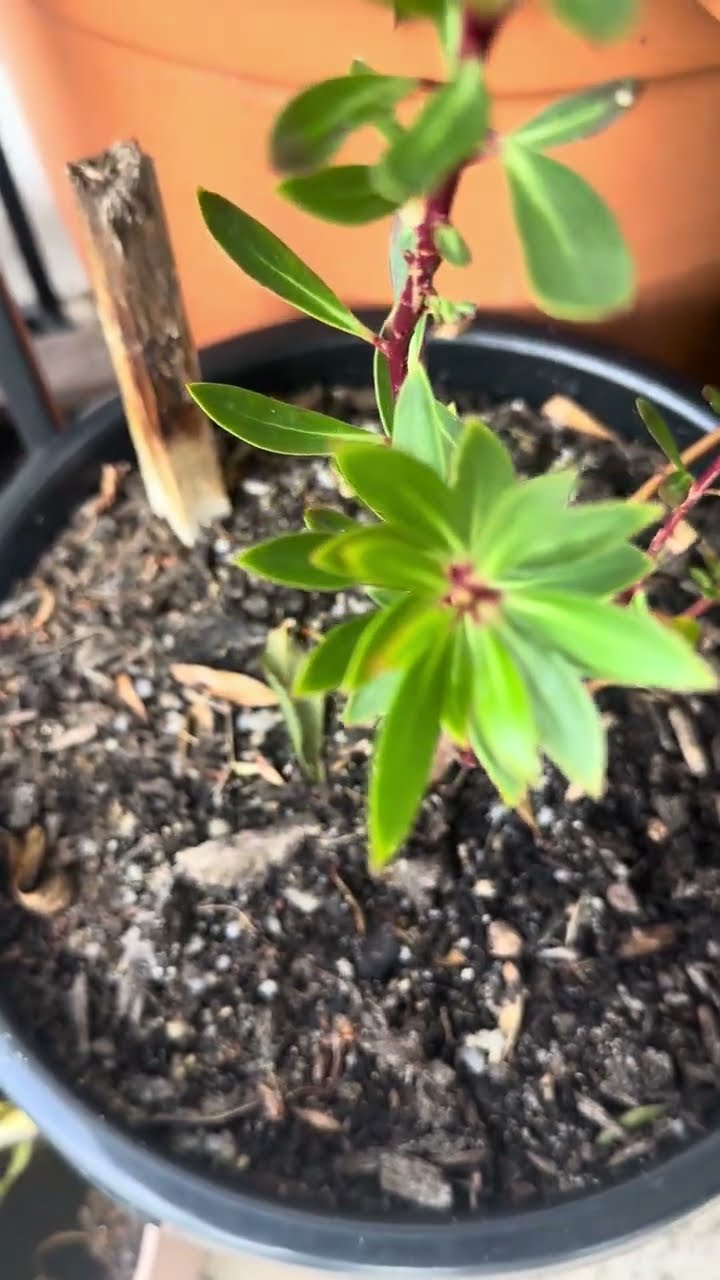 Native Tasmanian pepperberry female replacement. #shorts #gardening # ...