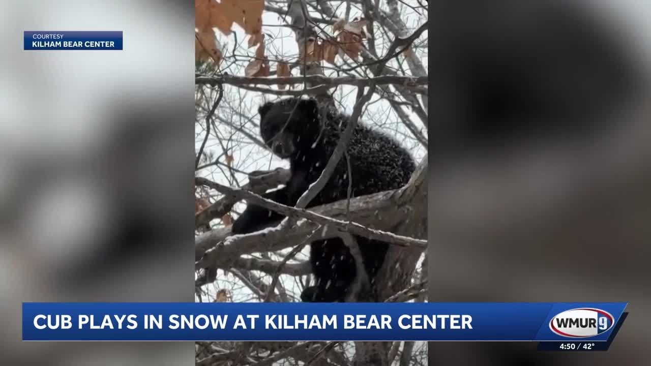 Bear cub enjoys the snow at Kilham Bear Center in Lyme, New Hampshire ...