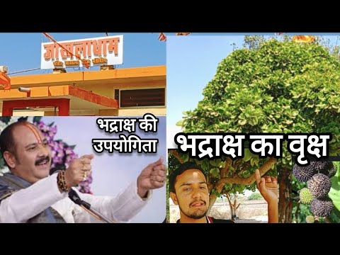 भद्राक्ष || एक अनोखा पेड़ है भद्राक्ष || Bhadraksha || A unique rare ...