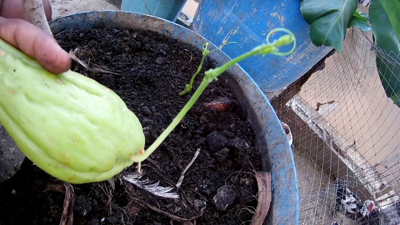 Passo a passo para saber como plantar chuchu na sua horta