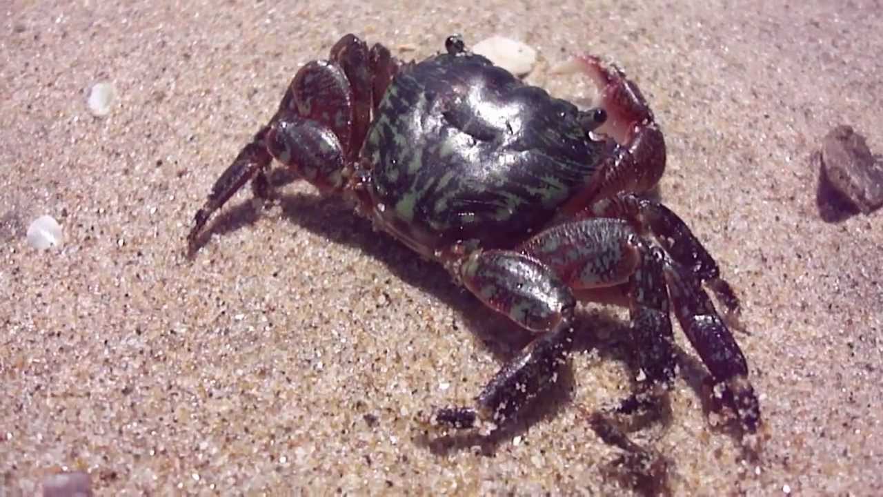 Lined Shore Crab in Imperial Beach, California on June 18, 2012 - YouTube