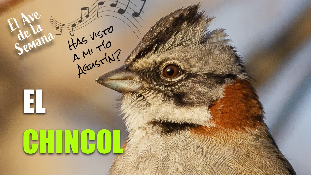 🐦 CHINCOL (Zonotrichia capensis) / CHINGOLO /Han visto a mi tío agustín ...