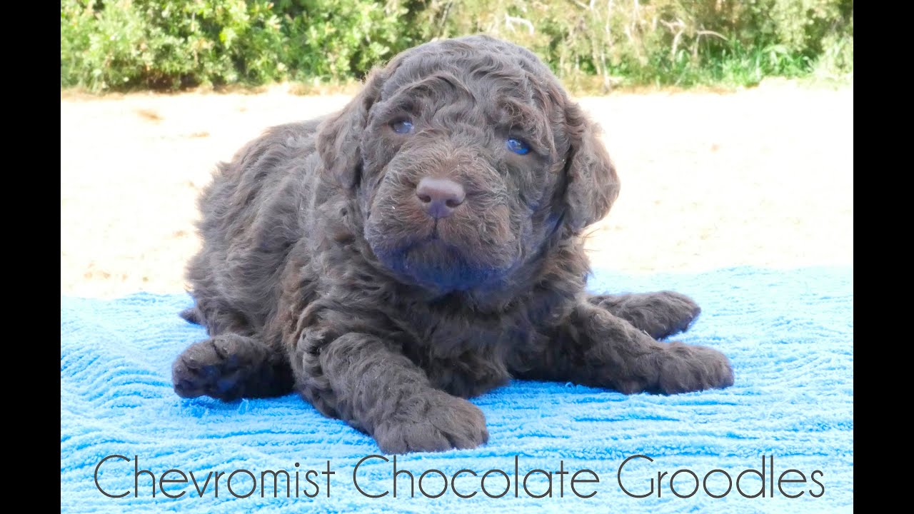 Chevromist Chocolate Groodles - YouTube