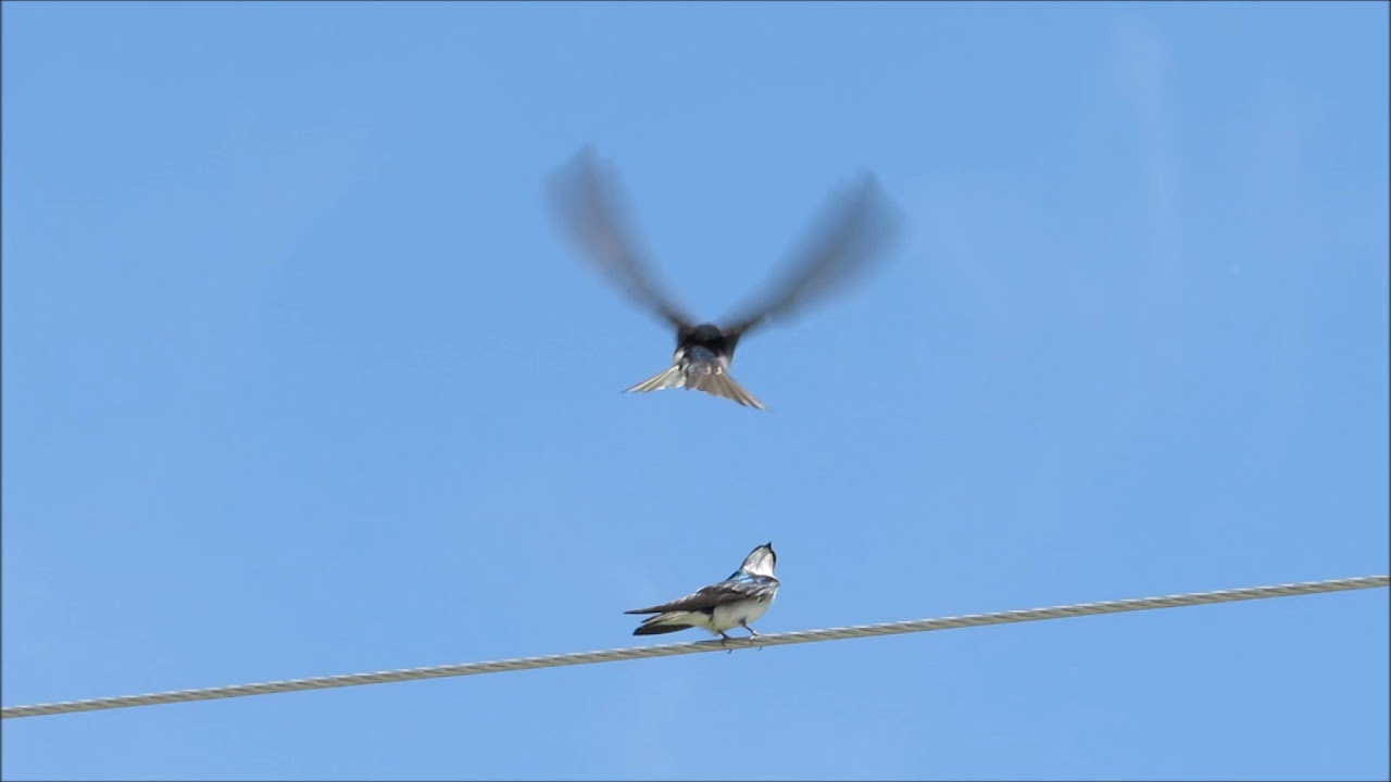 Tree Swallows mating - YouTube