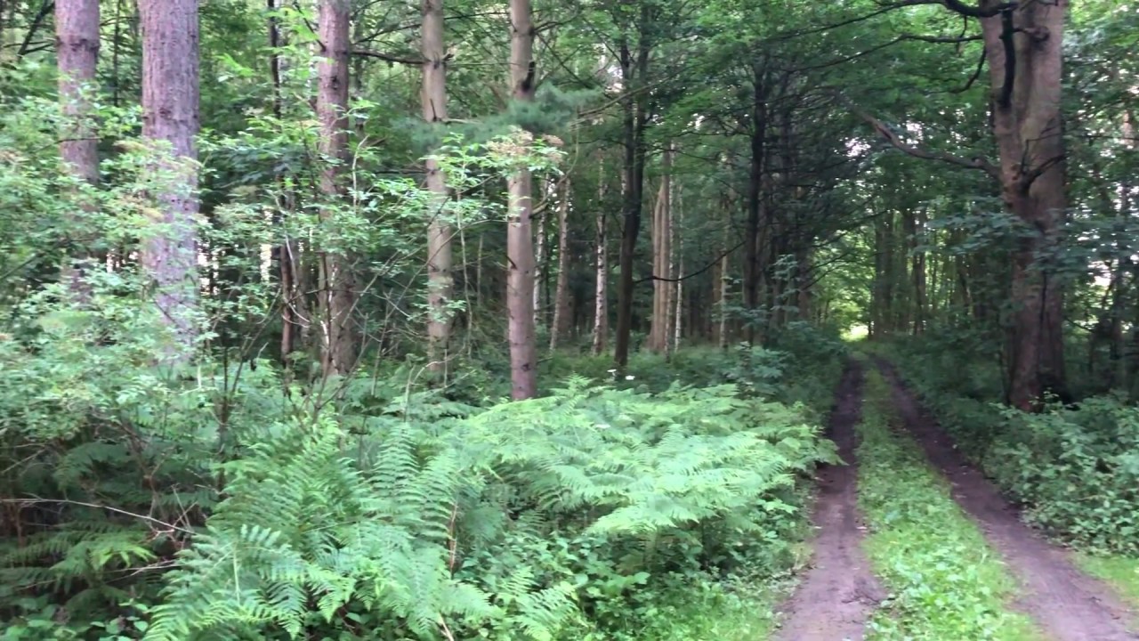 Wulfbert Wood, Sand Hutton, near York - YouTube