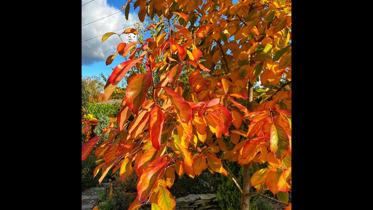 Black Gum (Nyssa sylvatica) Fall Color - YouTube
