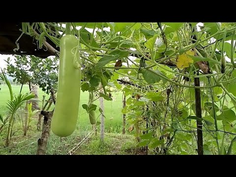 Farming UPO.Mag Harvest Ako NG UPO SAKING Small Farm!!!Ang Daming ...