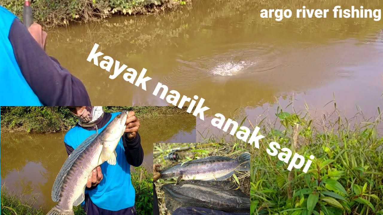 mancing ikan besar di sungai//mancing toman tehnik dasaran - YouTube