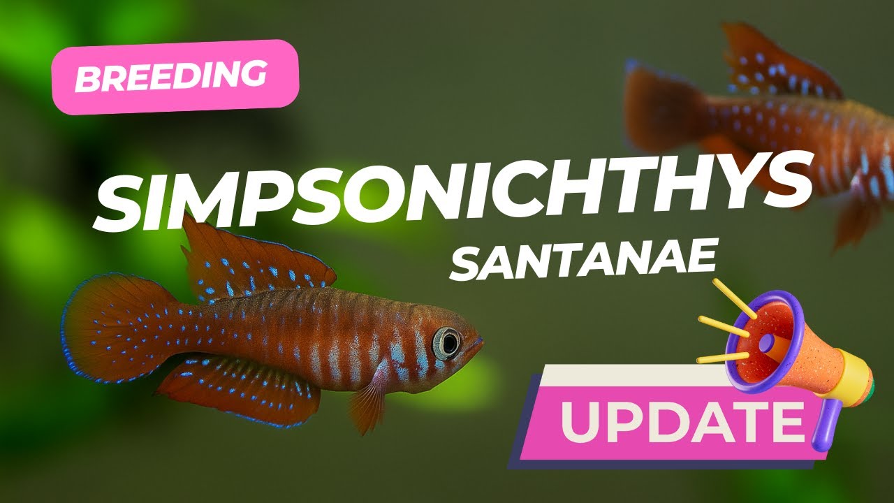 Breeding Simpsonichthys santanae – What’s Happened Since Last Time ...