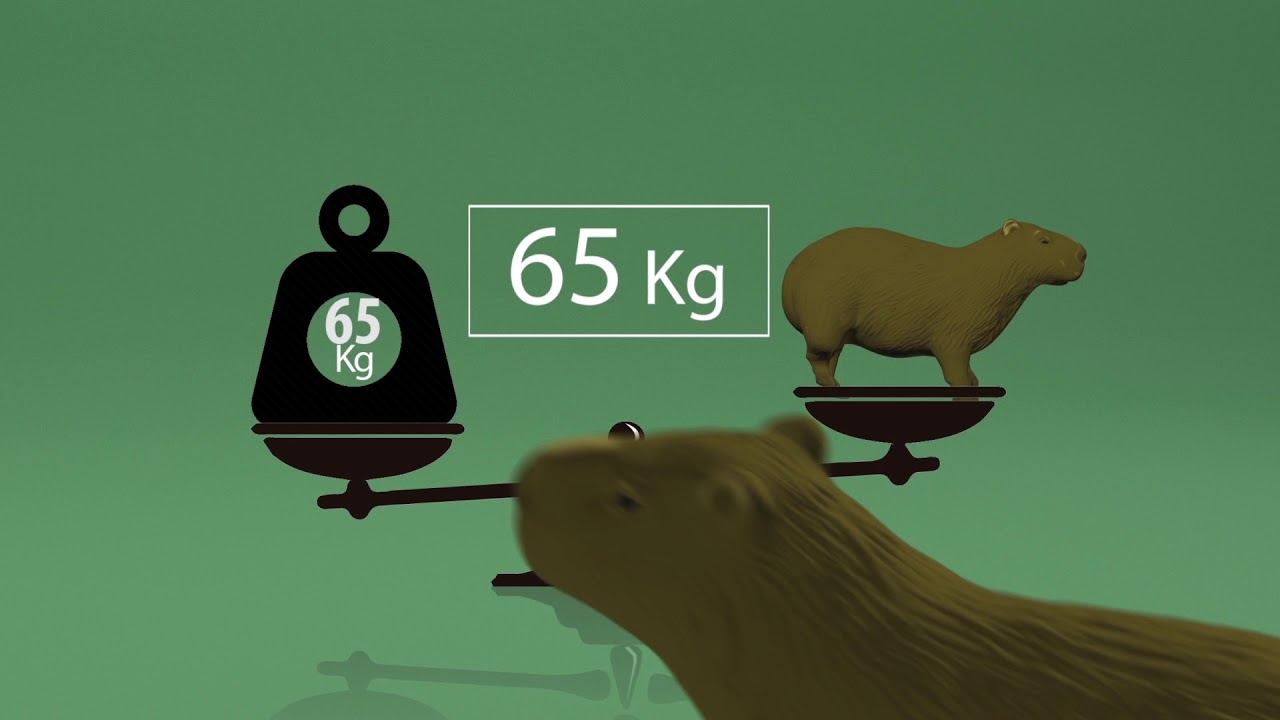 Infografia sobre el Chigüire - YouTube