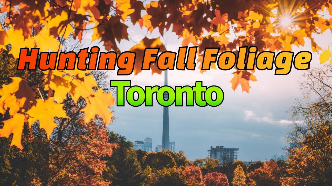 Hunting Fall Foliage in Toronto, canada 🇨🇦 🍂🍁 - YouTube