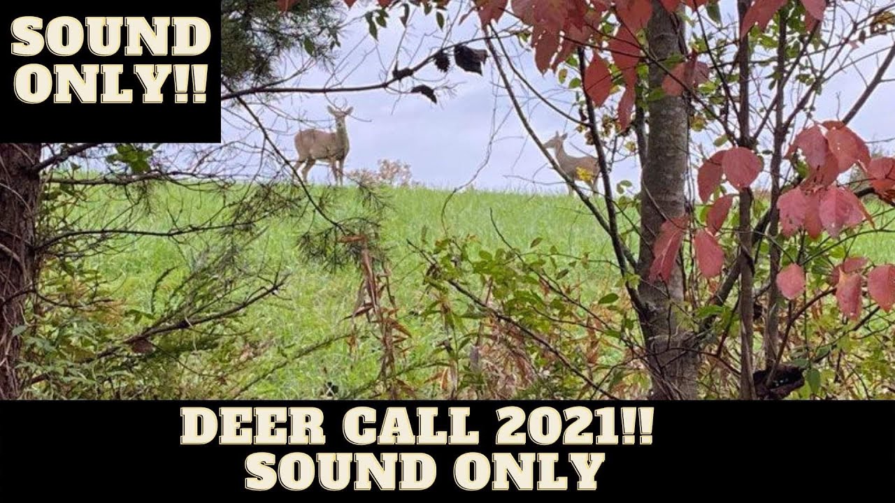 Deer call doe bleat!! Sound only! Play while hunting! New 2021 call ...
