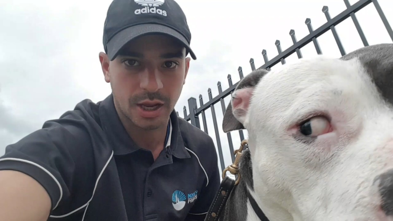 Nooch talks about rescue dogs vs dodgy breeding - YouTube