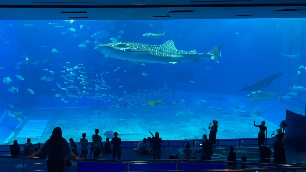 Okinawa Aquarium (Whale Shark Japan) - YouTube