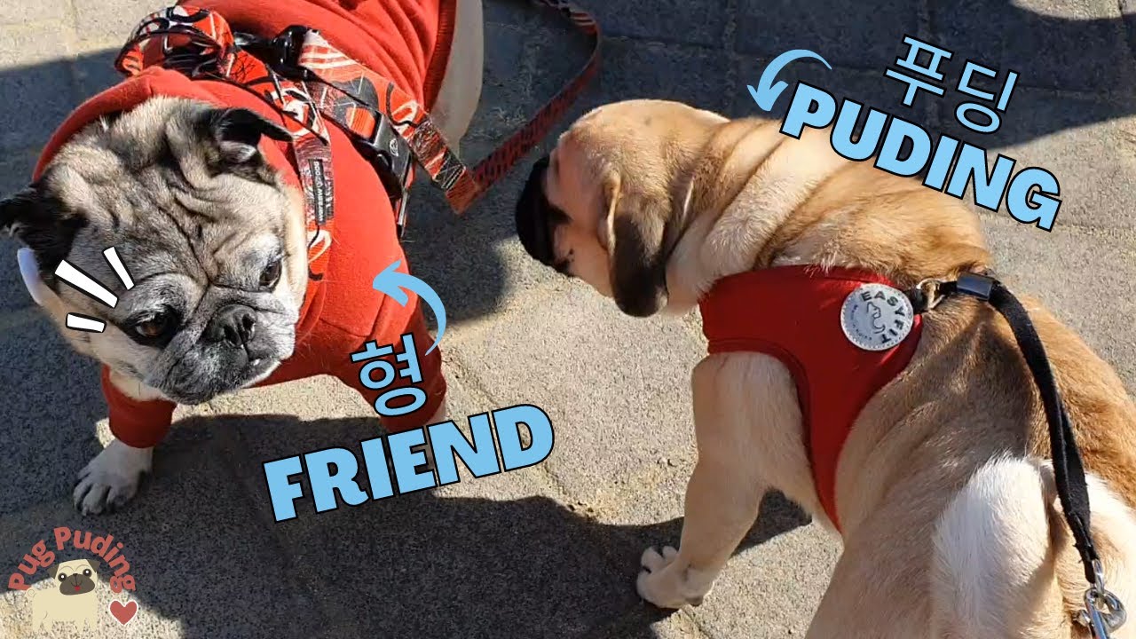 Puding went for walking and met a new Pug friend!! - YouTube