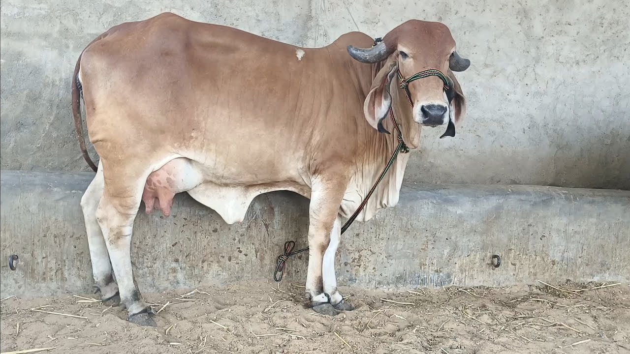 #गुजरात वाली #गीर #गौ माता लेने वाले संपर्क करें #Goswami #Deyri Farm ...