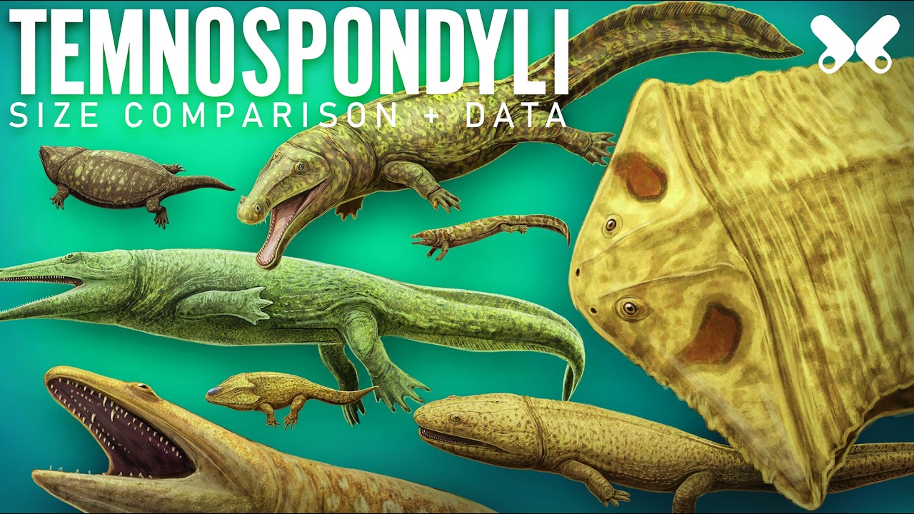 TEMNOSPONDYLI. The Giant Amphibians. Size comparison and data - YouTube