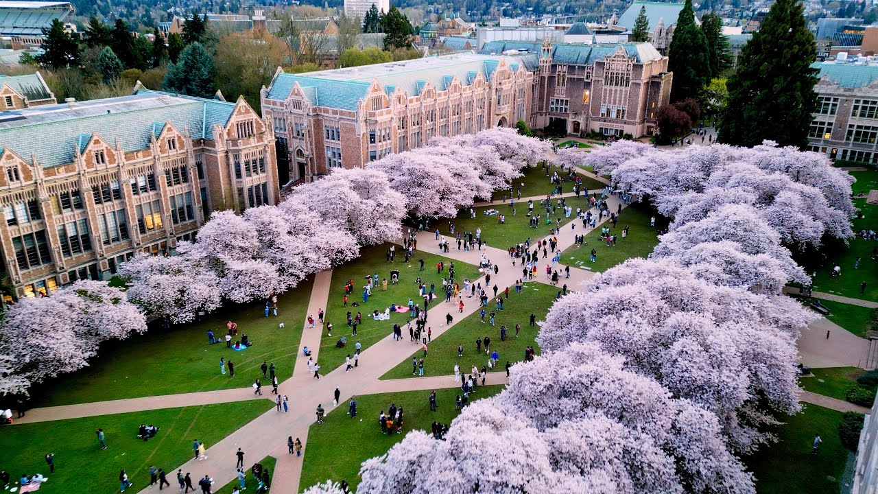 Cherry Blossom - University of Washington Seattle - Sakura DJI Mini 3 ...