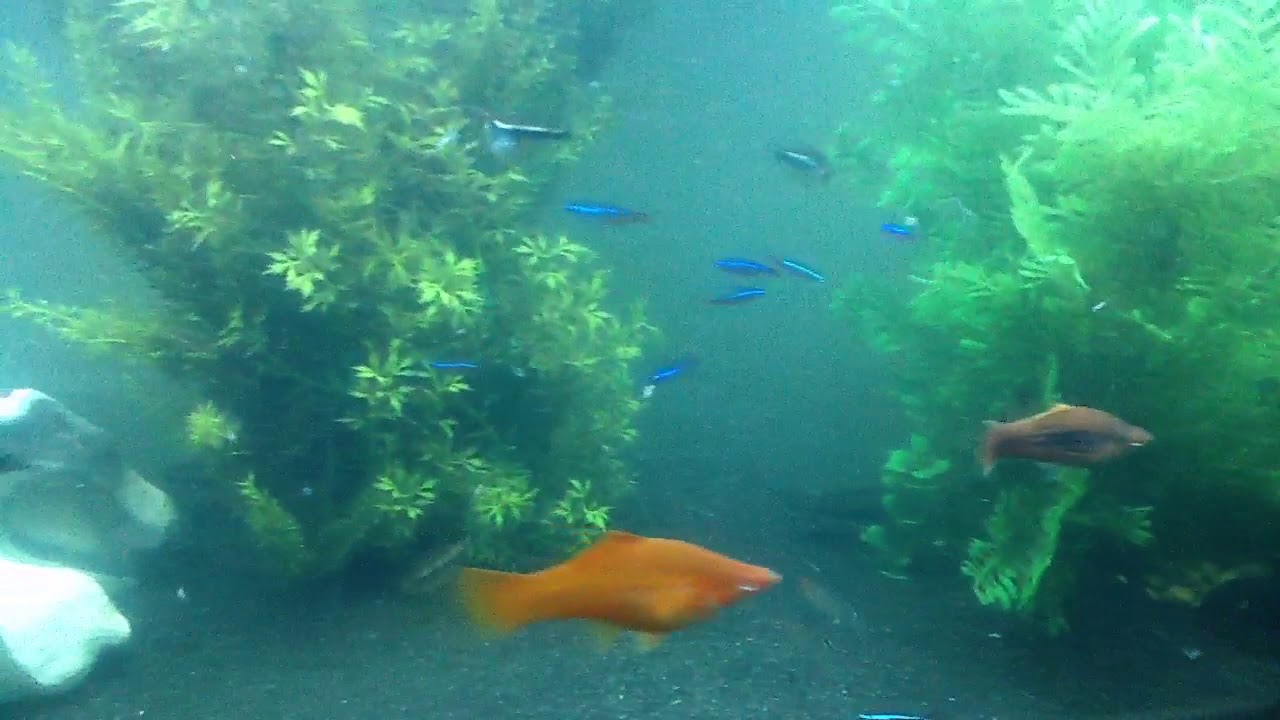 Elephant Nose Fish for Tropical tank. - YouTube