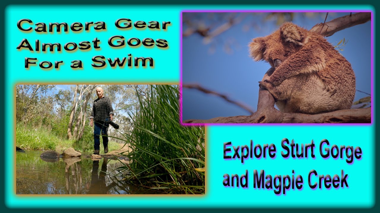 Explore Sturt Gorge pt 3 South Australia, Birding, photography. - YouTube