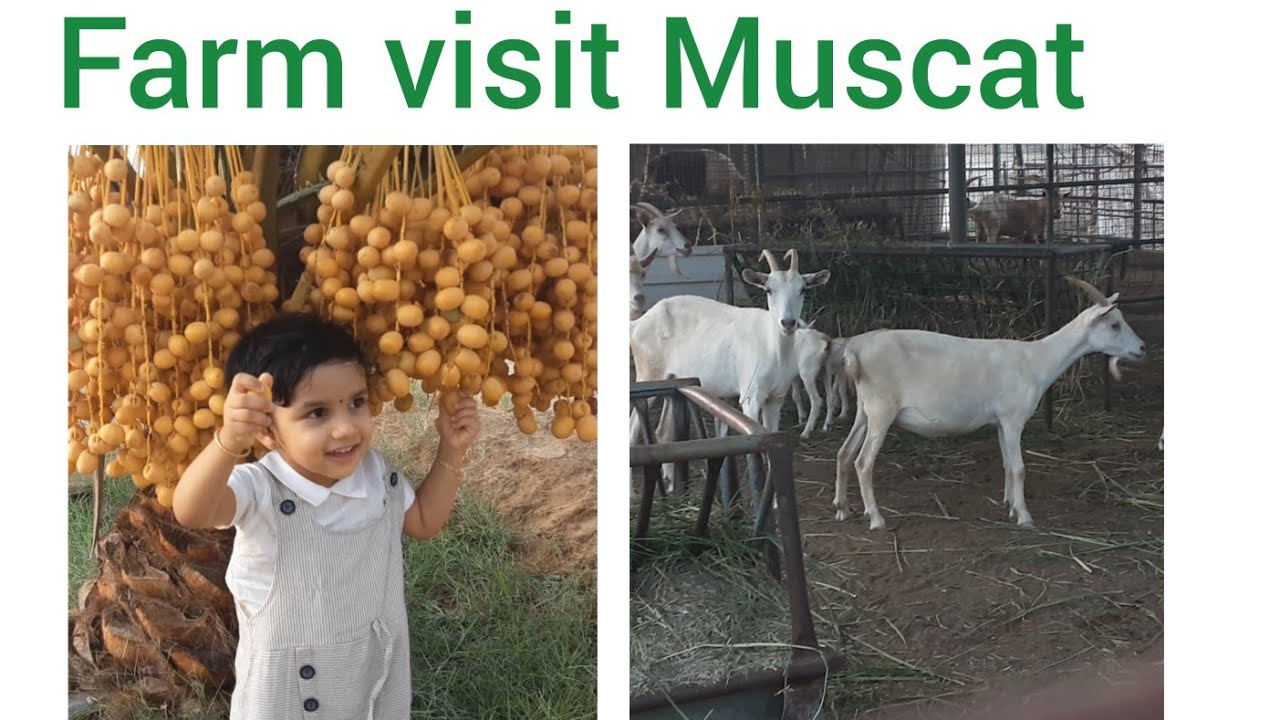 l Farm visit Muscat l Join us for the scenes of farm l ...