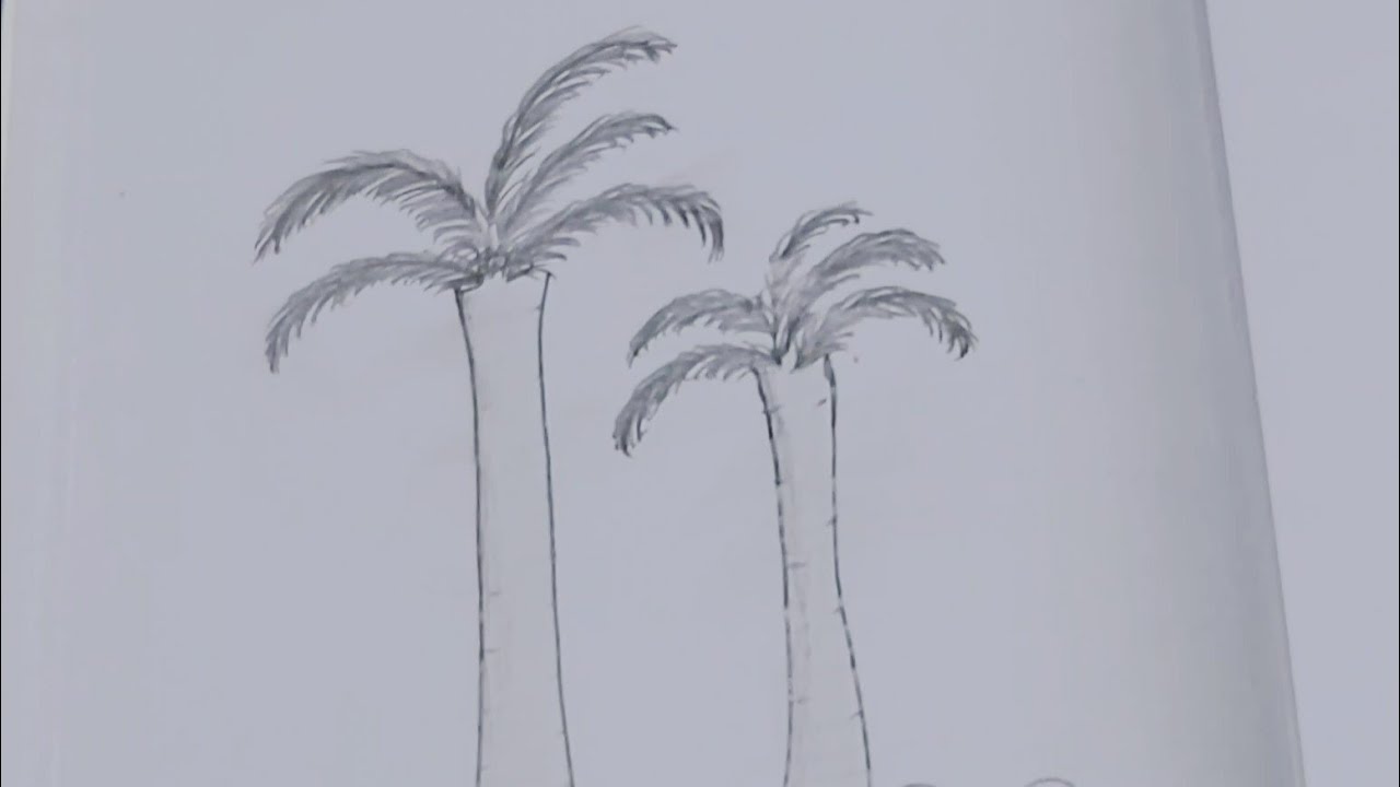 How to Draw a Palm Tree | date palm tree drawing | Tree Drawing for ...