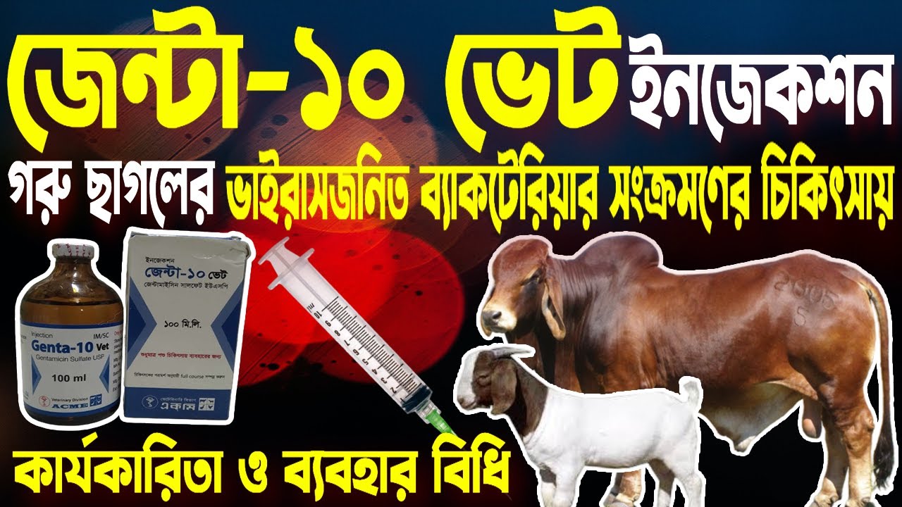 Genta 10 Vet Injection | জেন্টা ১০ ভেট ইনজেকশন গবাদি-পশুকে কেনো পুশ ...