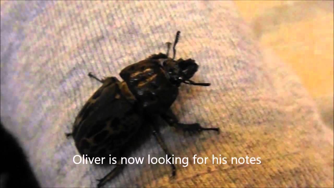 Australian wood beetle and witchetty grubs - YouTube