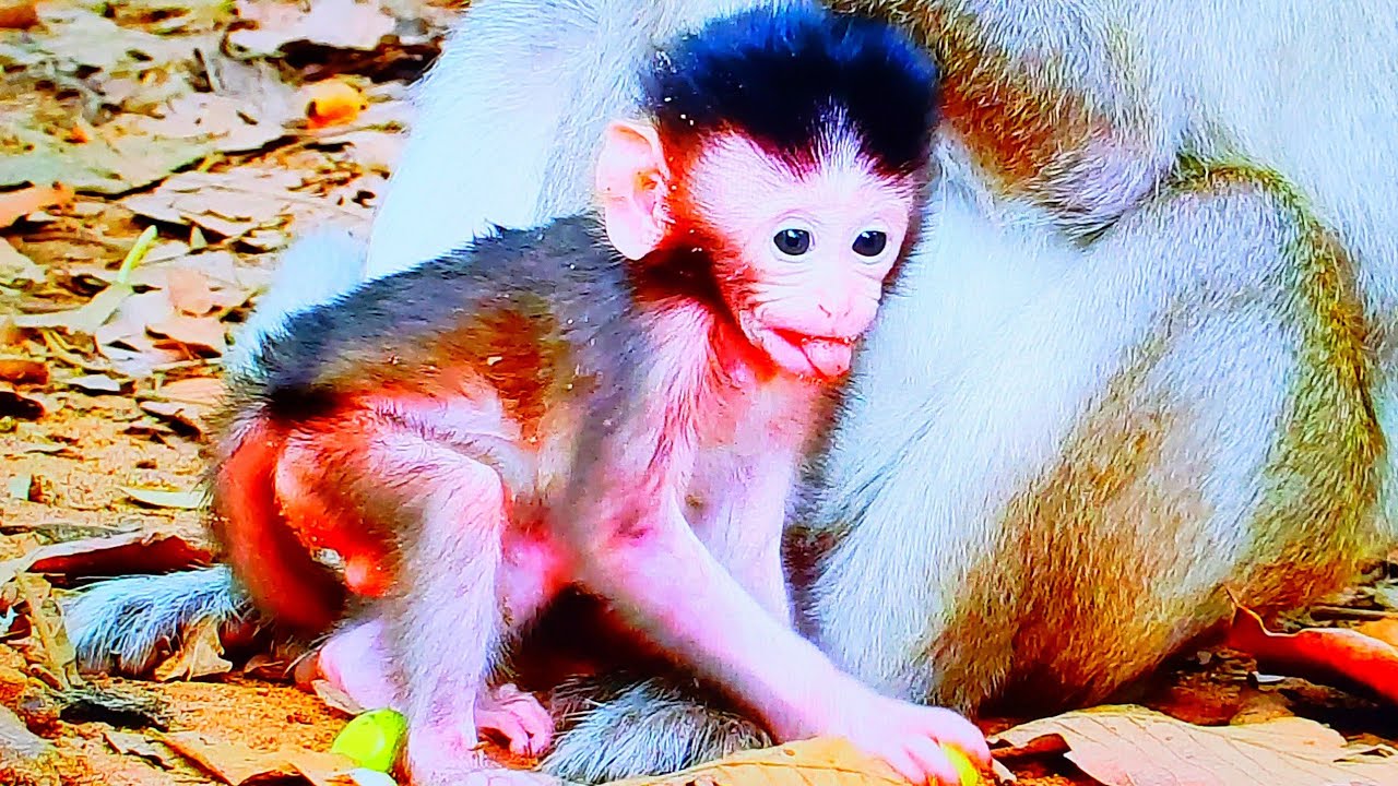 Why do this to a newborn ...? MMO Monkey - YouTube