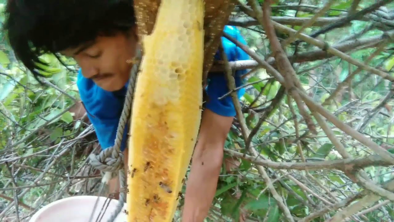 EP52.pulot pukyutan|natural honey|wild bee's|wild honey|pulot mula sa ...