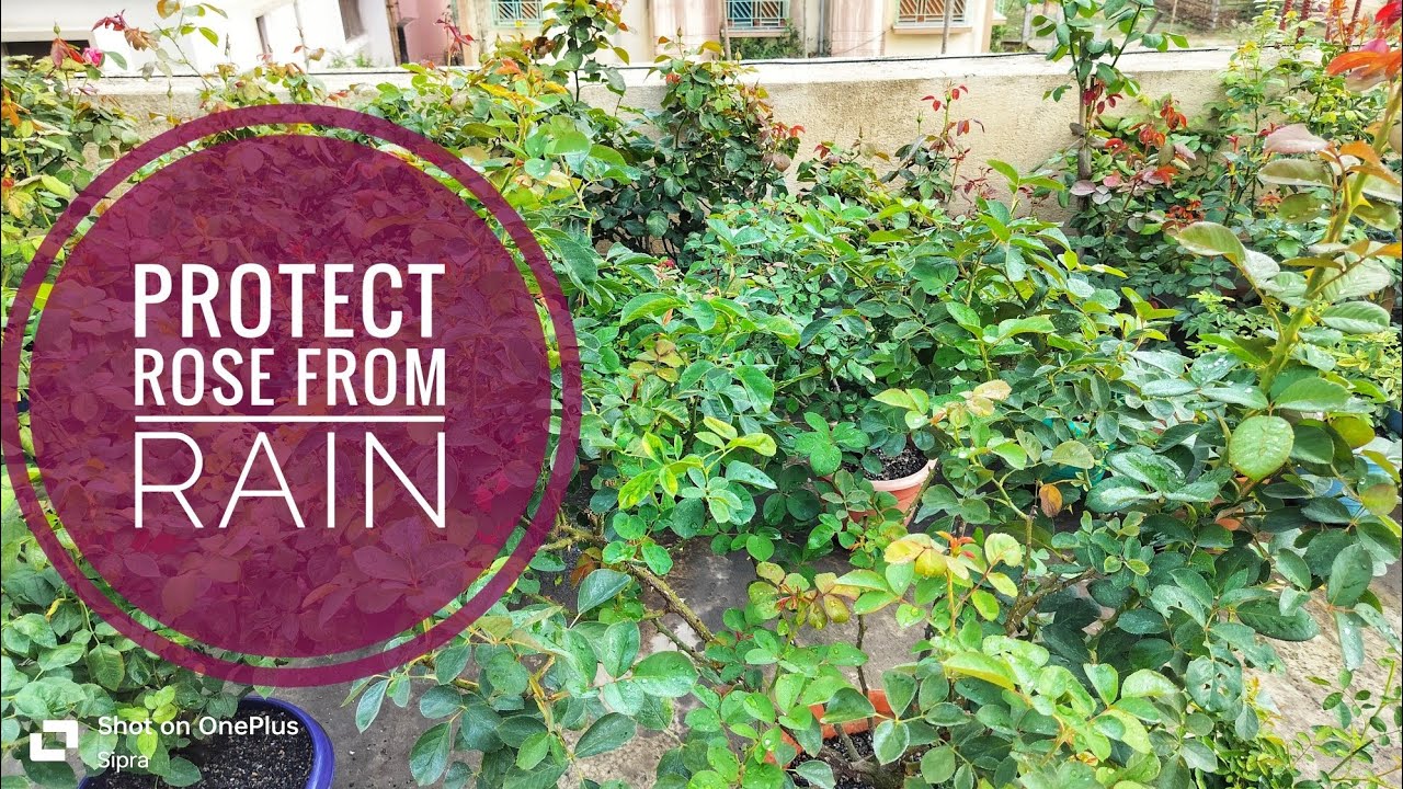 How to protect your rose plant from rain? | ultimate routine| - YouTube