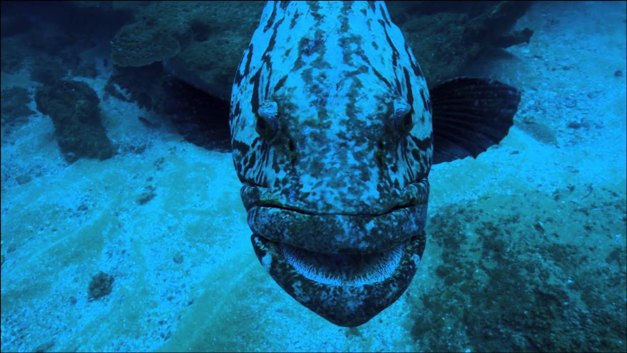 Giant Fish Attacks Spy Squid - YouTube