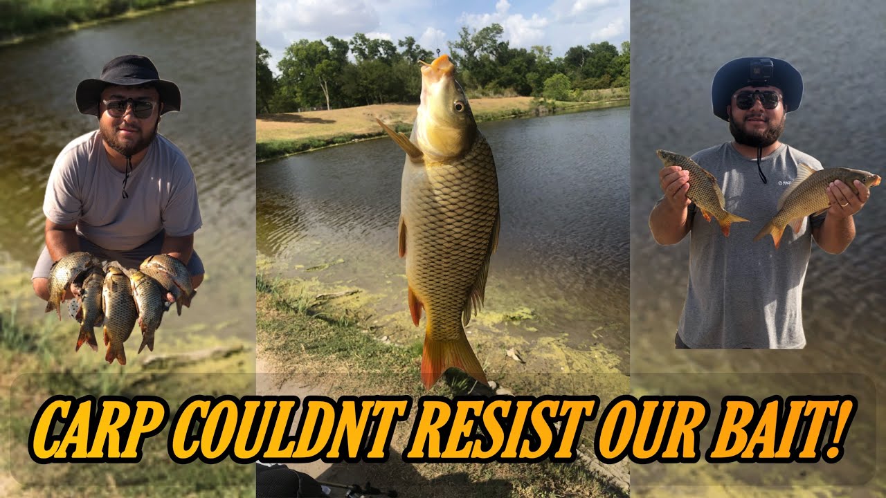 Catching the BEST bait fish! (Carp Fishing) RANDOM LADY APPROACHES US ...