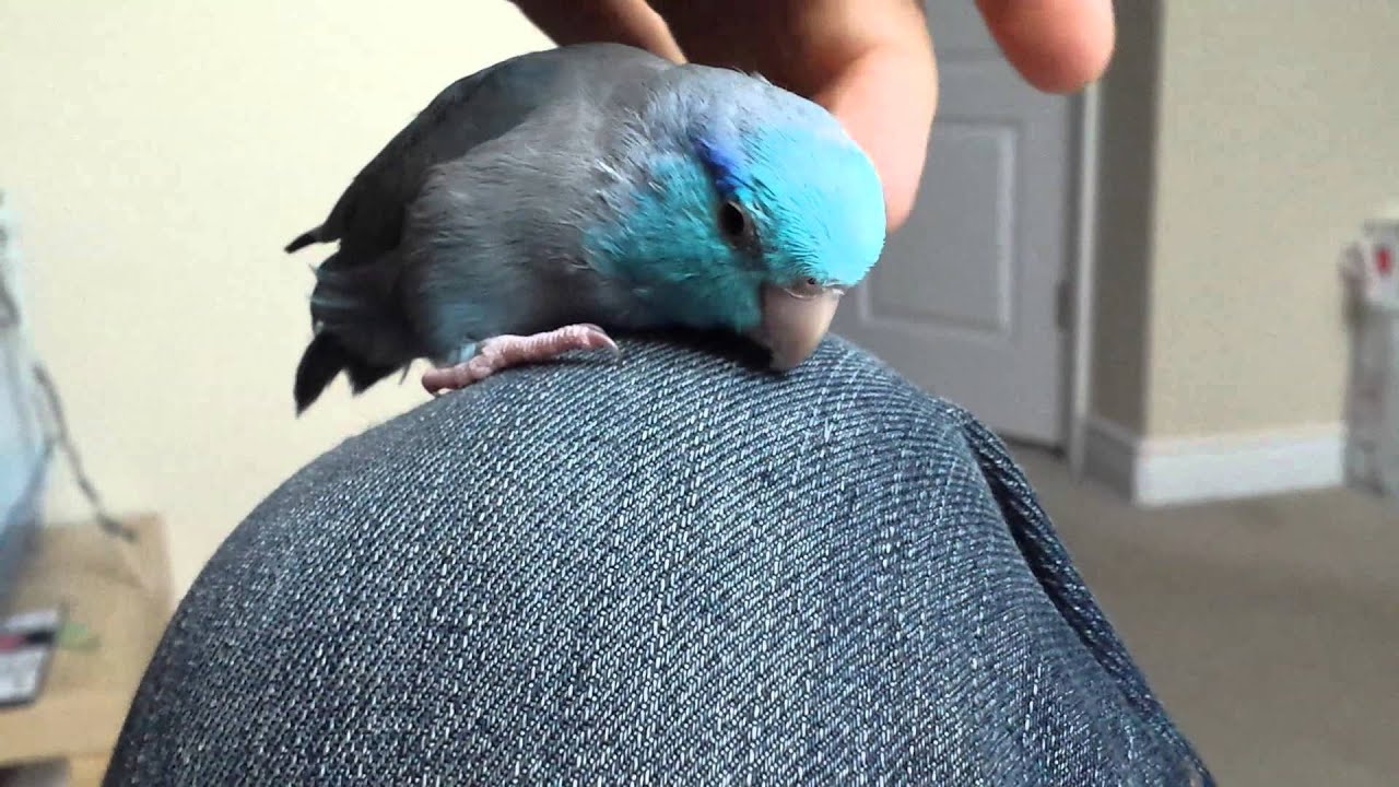 Softest thing on the planet - YouTube