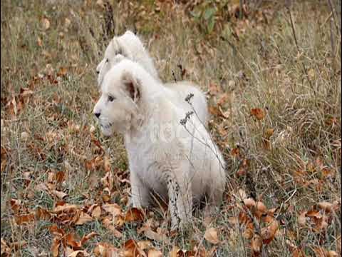 Funny white lion cubs| beautiful world| - YouTube