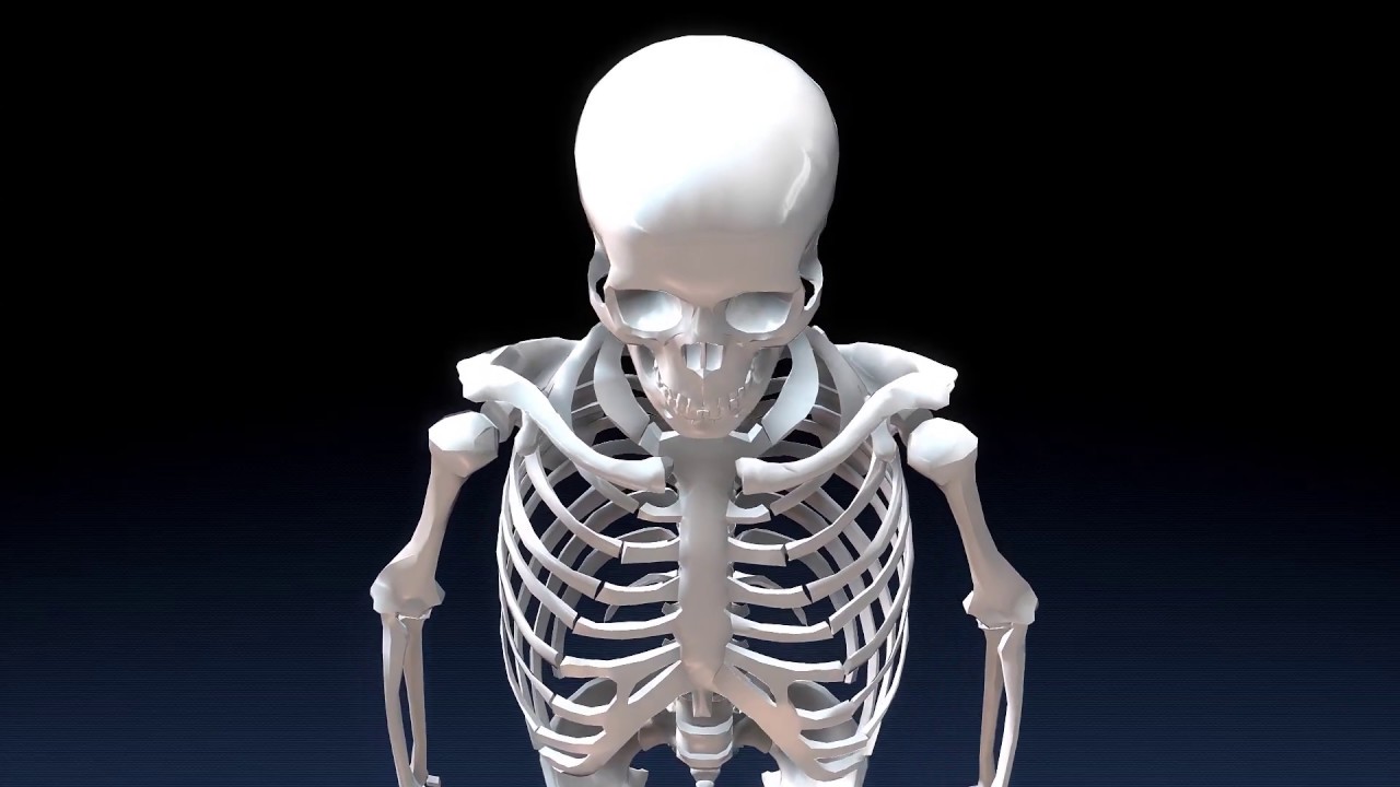 Bone, Skeletal I No Copyright, Copyright Free, Free for YouTuber I ...