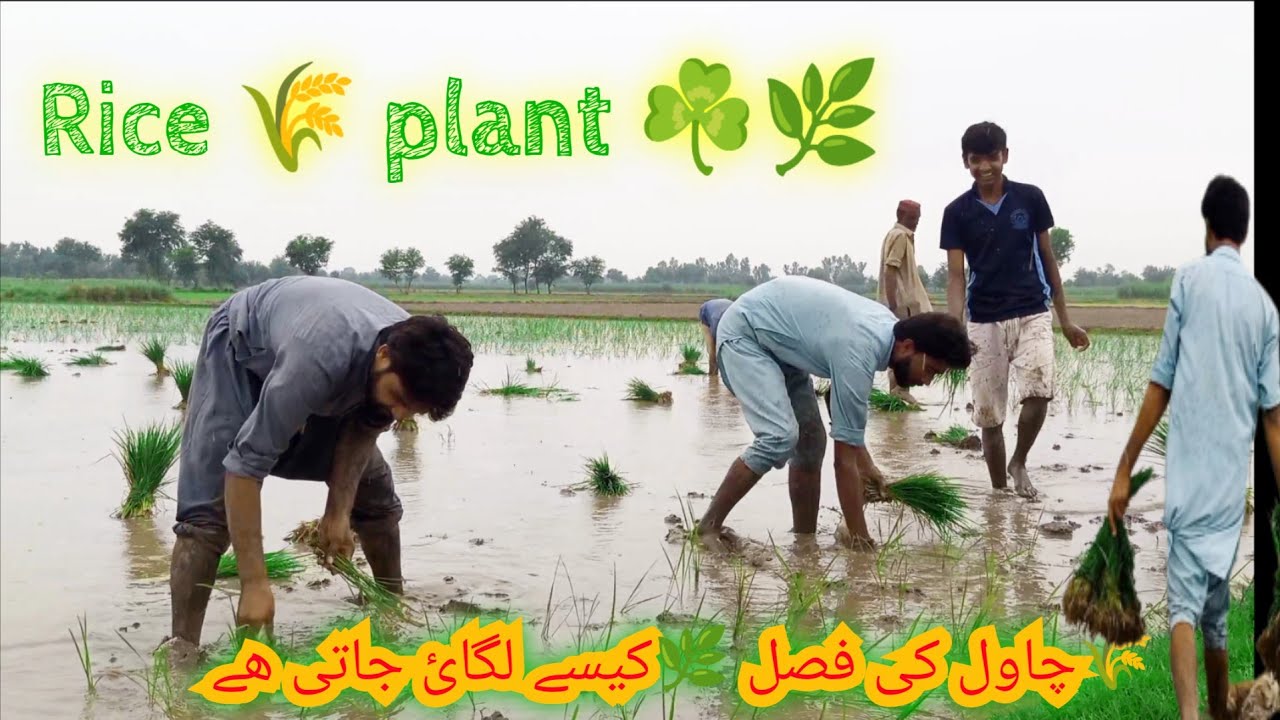 rice planet || how rice crop is grown || rice crop || How Rice is Made ...