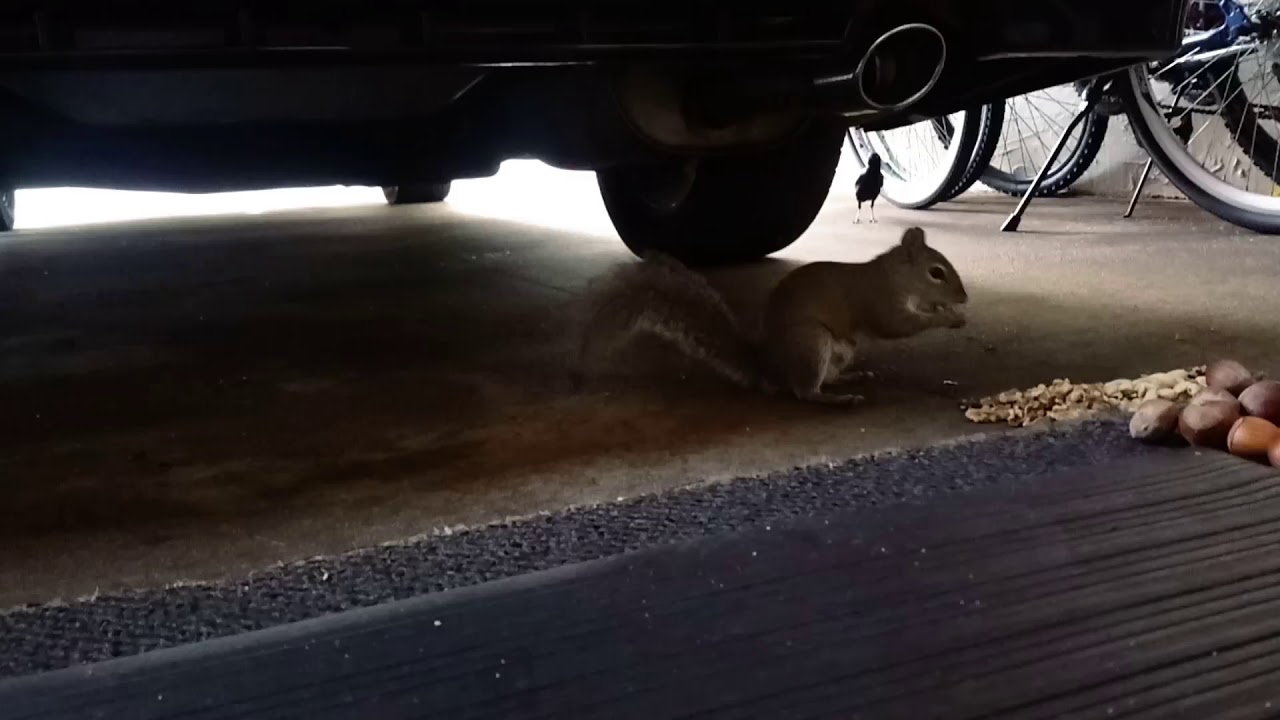 Hump Day Squirrels - YouTube