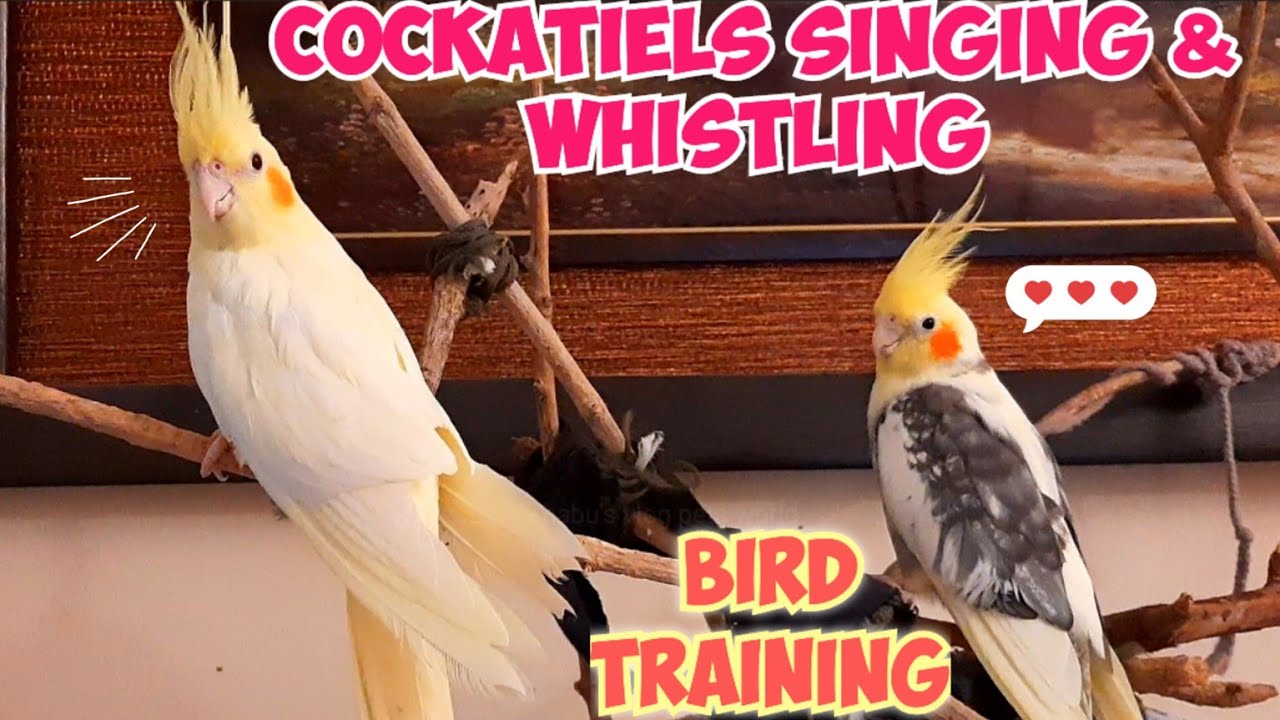 Cute Cockatiels Whistling & Singing #cockatiel #parrot # ...